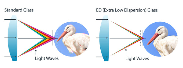 Celestron Regal ED 8x42 Flat Field Binoculars | First Light Optics